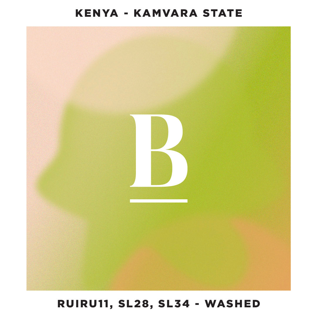 Our Coffee from Kenya Kamvara | SL28 SL34 Fully Washed