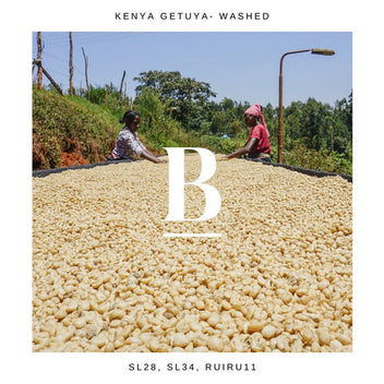 Introducing our Kenya Getuya | SL28 SL34 Washed Filter Coffee
